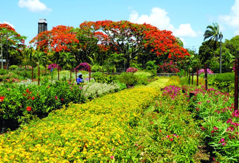 The Domaine De Labourdonnais - Mauritius